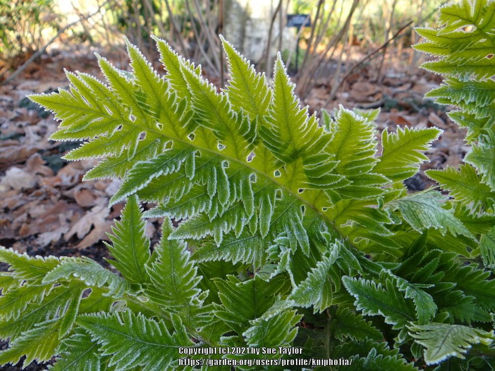Photo of the leaves of Polypodium cambricum 'Richard Kayse' posted by ...