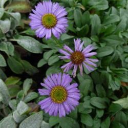 Photo of the entire plant of Erigeron glaucus 'Wayne Roderick' posted ...