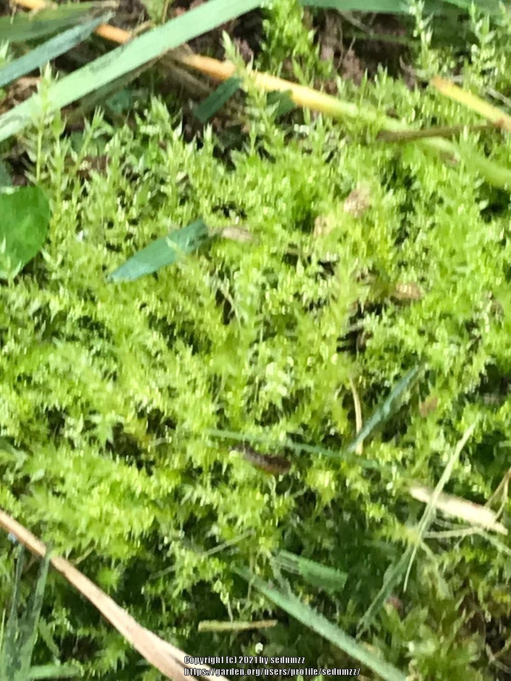 Common Striated Feather-Moss (Eurhynchium striatum) - Garden.org