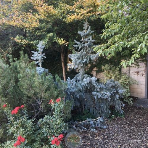 Blue Spruce (Picea pungens 'Glauca Procumbens') in the Spruces Database ...