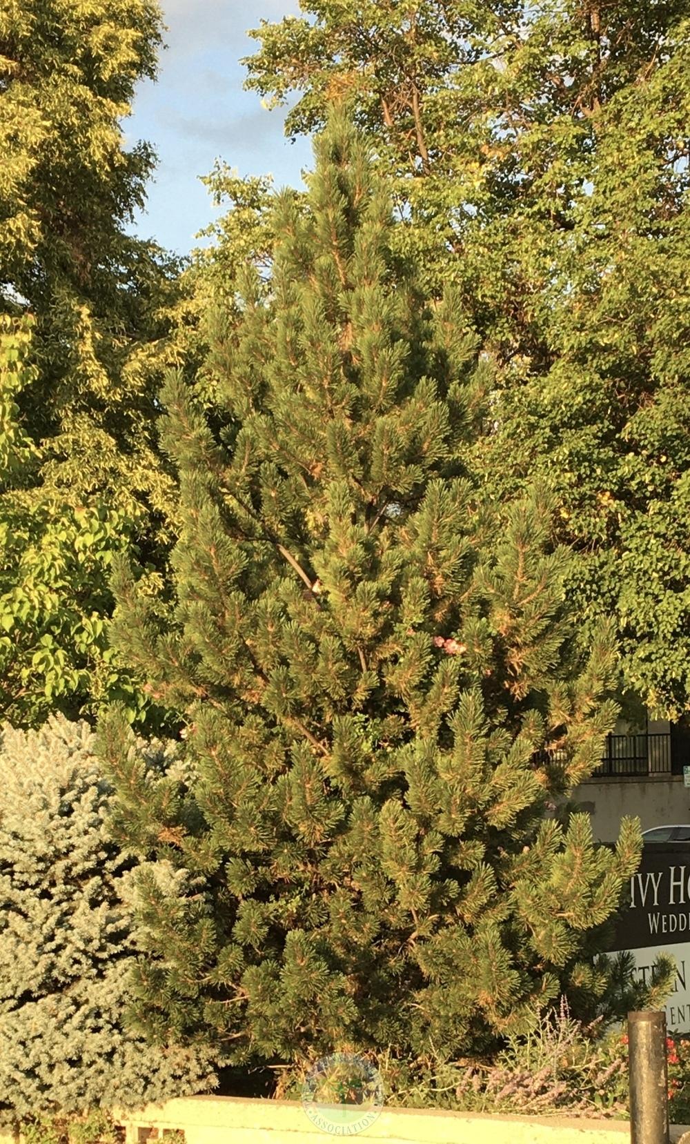 Photo of the entire plant of Mugo Pine (Pinus mugo 'Tannenbaum') posted ...