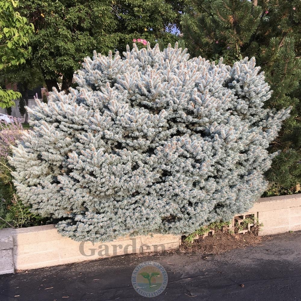 Photo of the entire plant of Blue Spruce (Picea pungens 'R.H ...