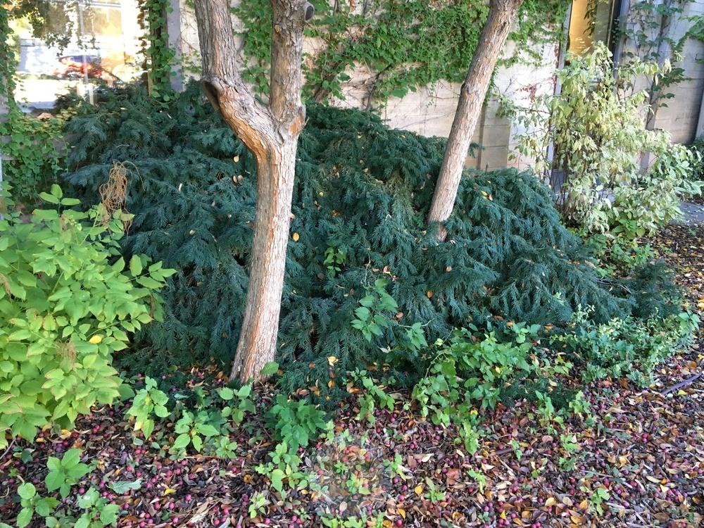 Photo of the entire plant of Spreading English Yew (Taxus baccata ...