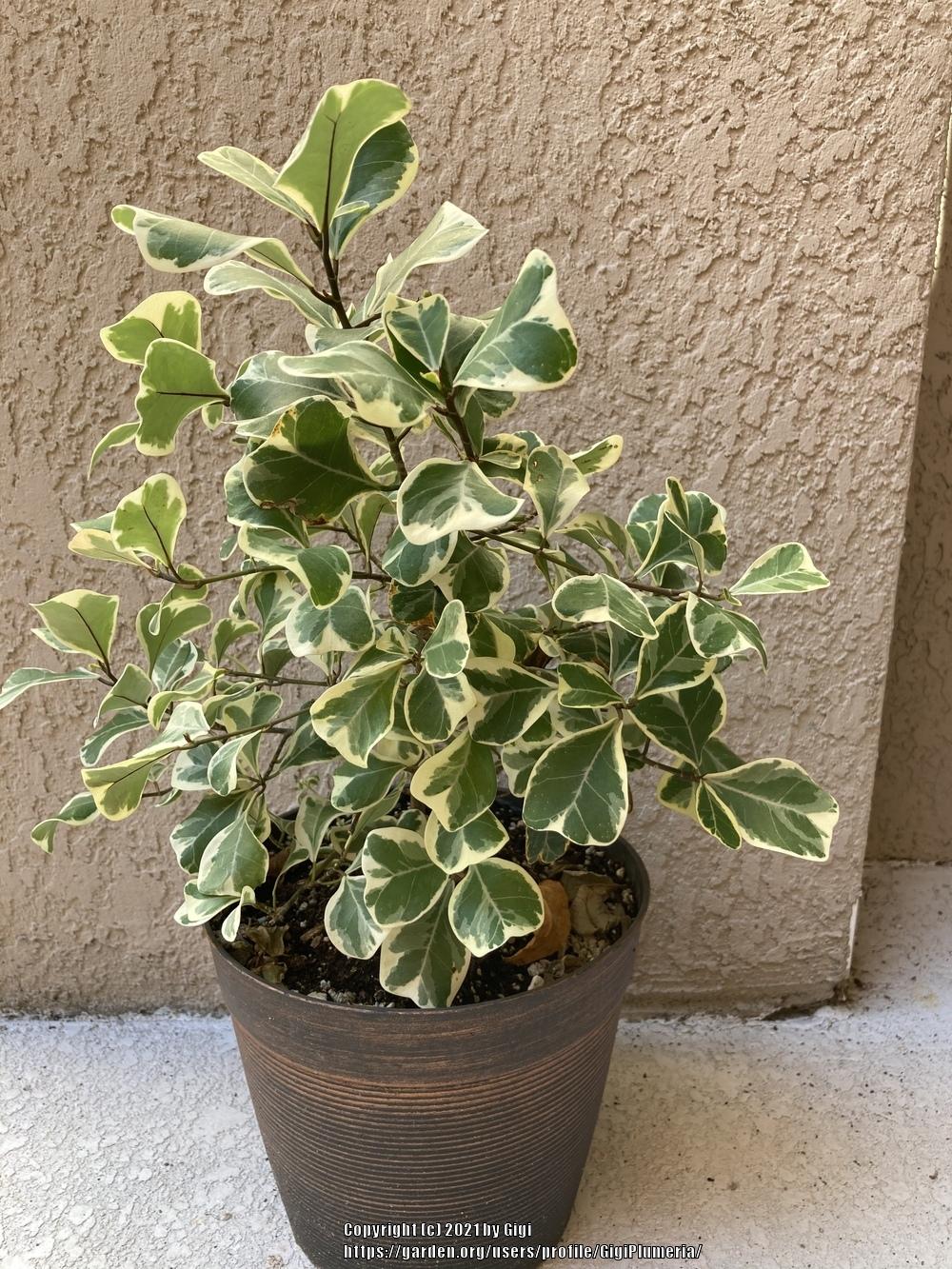 Photo of the entire plant of Triangle Fig (Ficus natalensis subsp ...