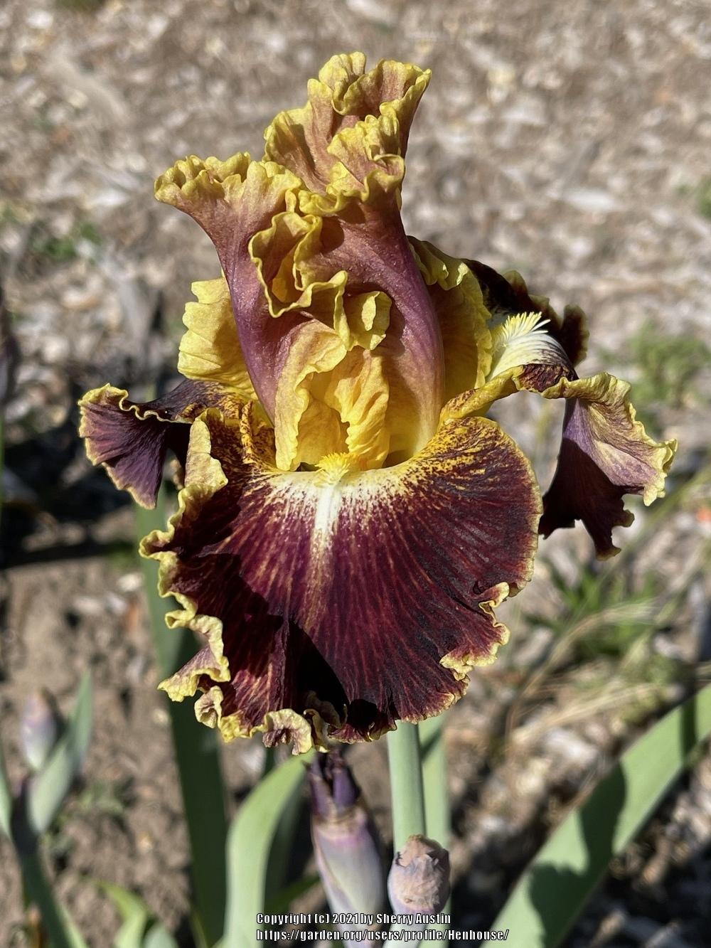 Photo of the bloom of Tall Bearded Iris (Iris 'Volcanic Glow') posted by Henhouse - Garden.org