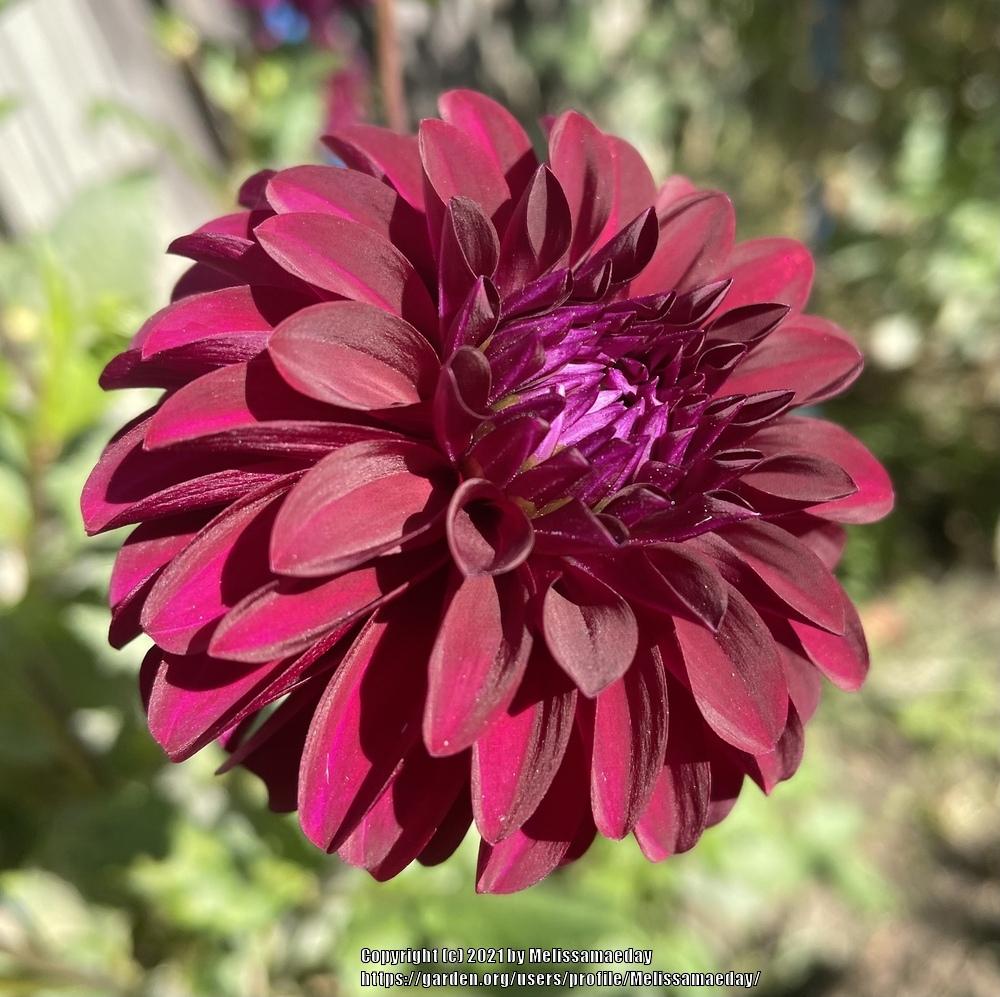 Photo of the bloom of Dahlia 'Woodland's Merinda' posted by ...