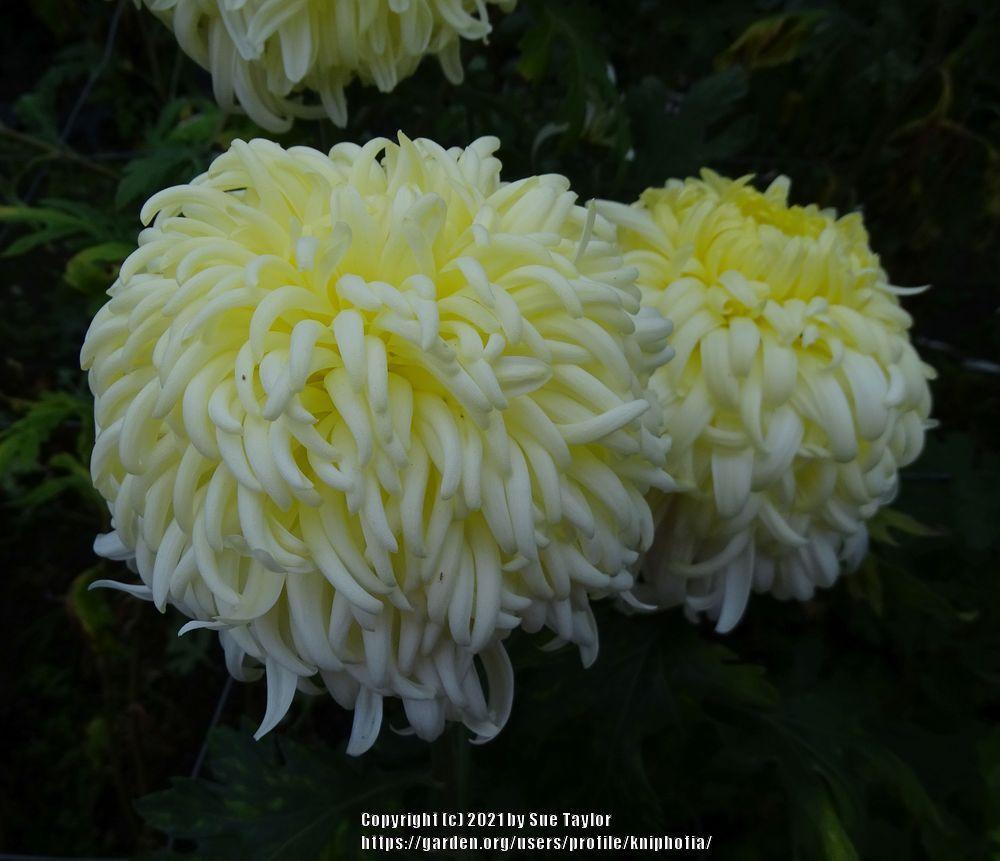 Photo of the bloom of Reflexed Mum (Chrysanthemum 'Dorridge Crystal ...