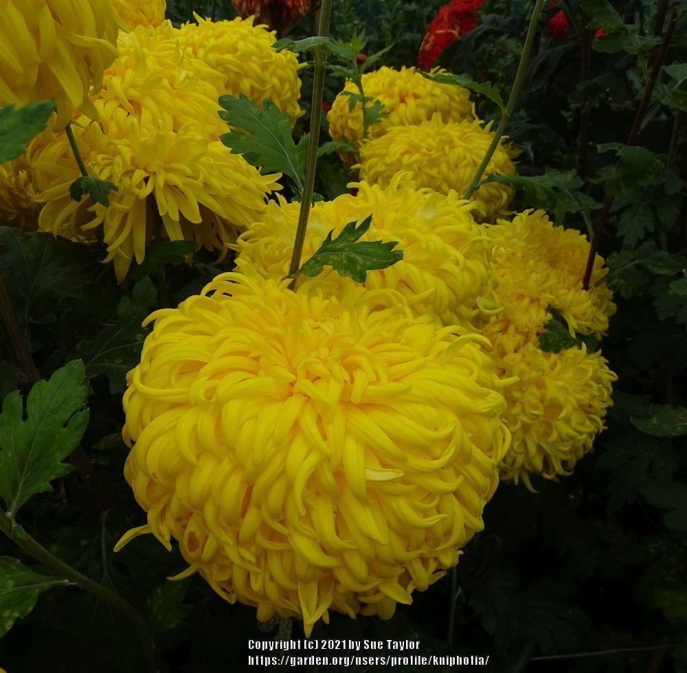 Photo of the bloom of Reflex Mum (Chrysanthemum 'Allyson Peace') posted ...