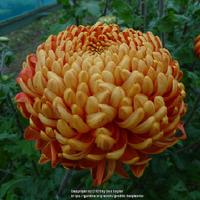 Photo of the bloom of Chrysanthemum 'Barbara Dakin' posted by kniphofia ...