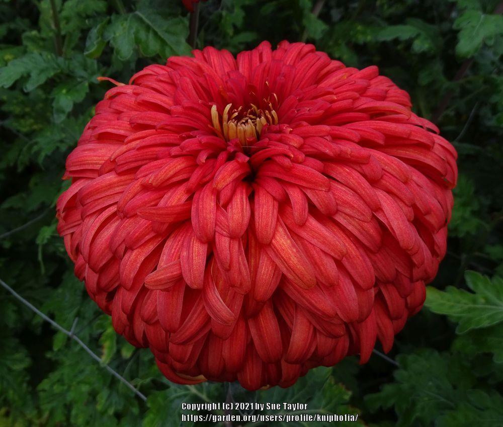Reflexed Mum (Chrysanthemum 'Jimmy Tranter') - Garden.org