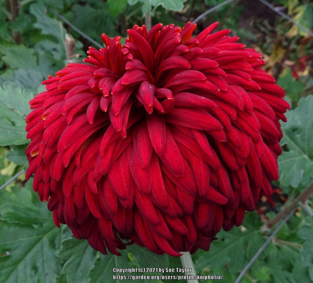 Photo of the bloom of Reflexed Mum (Chrysanthemum 'George Griffiths ...