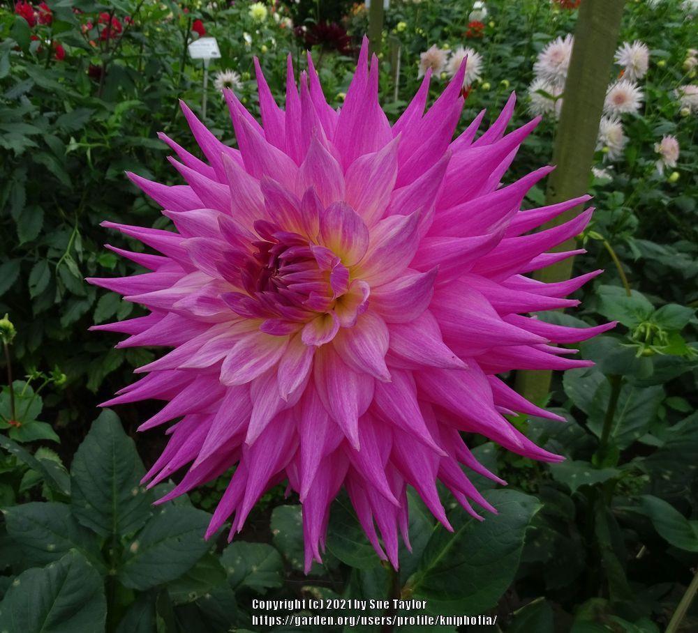 Photo of the bloom of Dahlia 'Pink Jupiter' posted by kniphofia ...