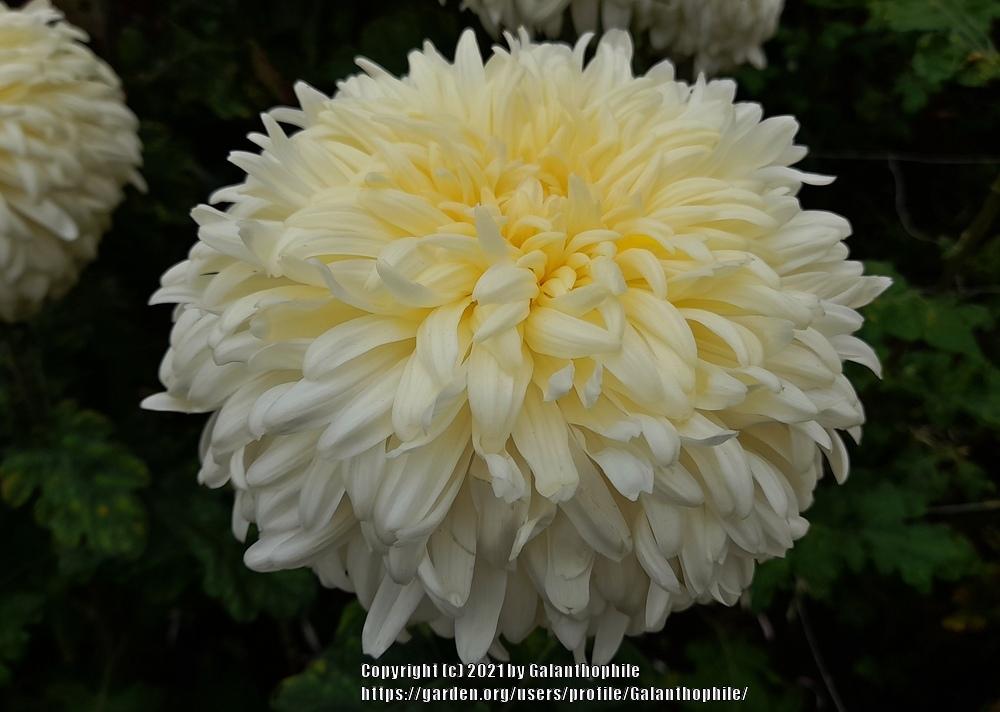 Photo of the bloom of Reflexed Mum (Chrysanthemum 'John Wingfield ...