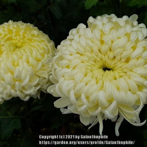 Indoor Incurved Chrysanthemum (Chrysanthemum 'Yellow John Hughes ...