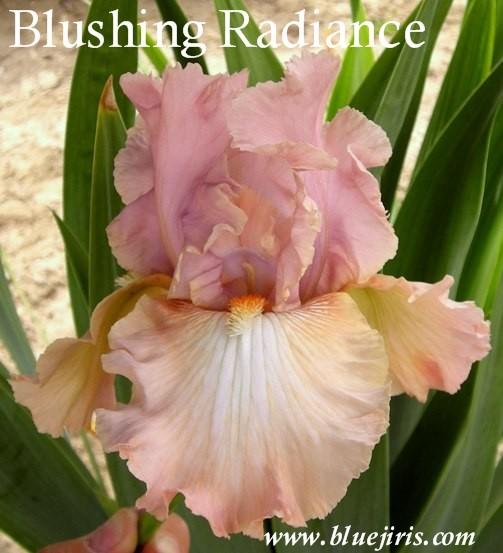 Tall Bearded Iris (Iris 'Blushing Radiance') in the Irises Database ...