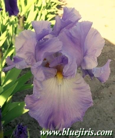 Tall Bearded Iris (Iris 'Lilac Mist') in the Irises Database - Garden.org