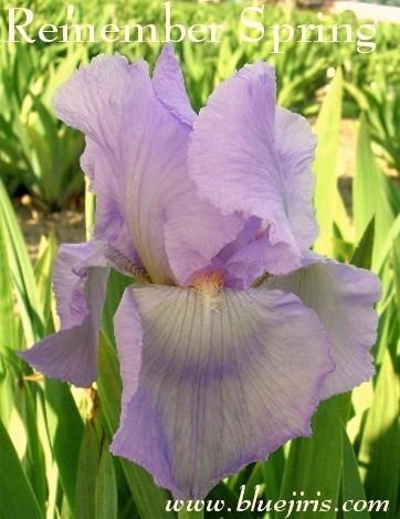 Tall Bearded Iris (Iris 'Remember Spring') in the Irises Database ...