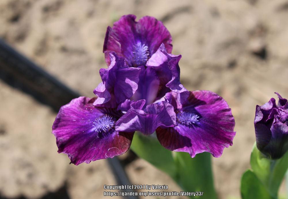 Photo of the bloom of Standard Dwarf Bearded Iris (Iris 'Plum Twist') posted by Valery33 ...