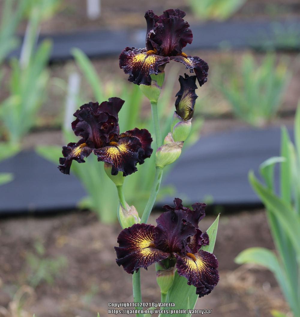 Photo of the bloom of Tall Bearded Iris (Iris 'Kiss the Night') posted ...