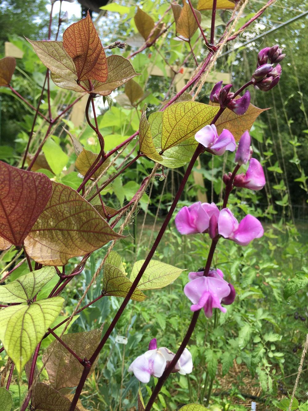 Photo of the leaves of Purple Hyacinth Bean (Lablab purpureus) posted ...