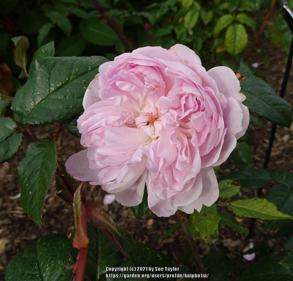 Rose (Rosa 'Silas Marner') in the Roses Database - Garden.org