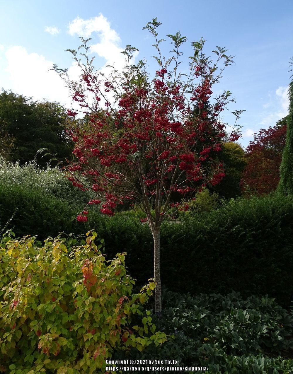 Rowan (Sorbus vilmorinii 'Pink Charm') - Garden.org