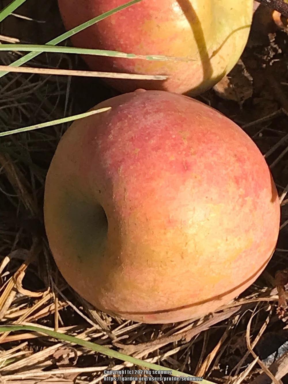 Photo of the fruit of Apple (Malus domestica 'Fuji') posted by sedumzz ...