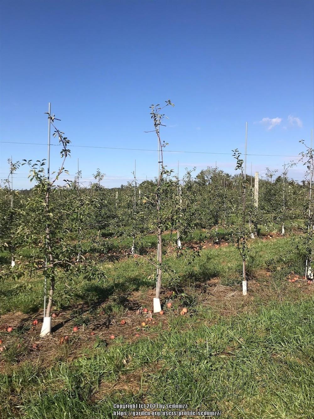 Photo of the entire plant of Fuji Apple (Malus domestica Aztec Fuji ...