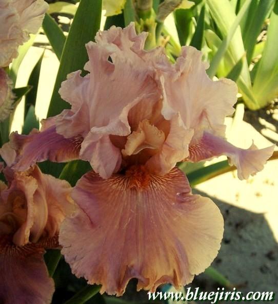 Photo of the bloom of Tall Bearded Iris (Iris 'Okapi Poppy') posted by Joy - Garden.org