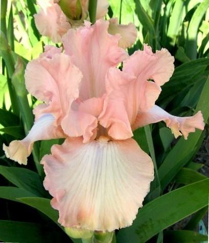 Tall Bearded Iris (Iris 'Triple Crown') in the Irises Database - Garden.org