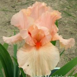 Border Bearded Iris (Iris 'October Splendor') in the Irises Database ...