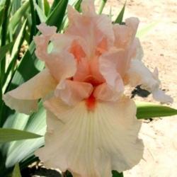 Tall Bearded Iris (Iris 'Her Pinkness') in the Irises Database - Garden.org