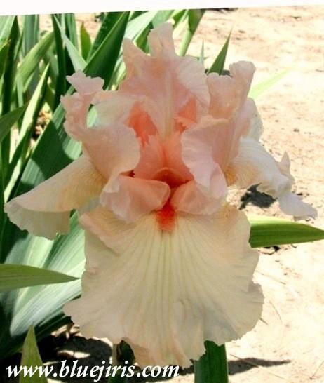 Tall Bearded Iris (Iris 'Her Pinkness') in the Irises Database - Garden.org