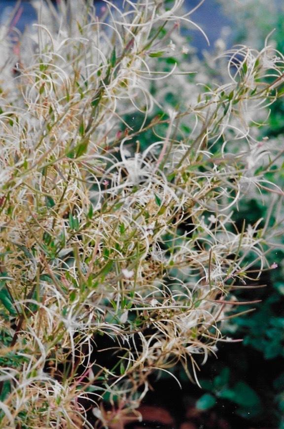 Photo of the seed pods or heads of Eastern Willow Herb (Epilobium ...