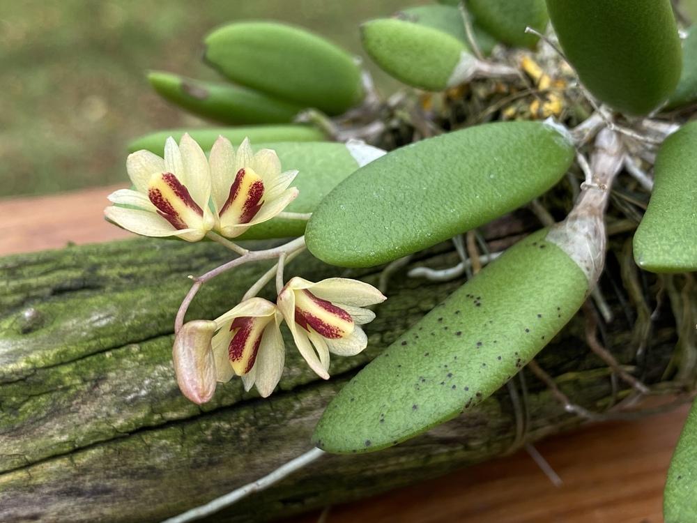 Orchid (Dendrobium rigidum) - Garden.org