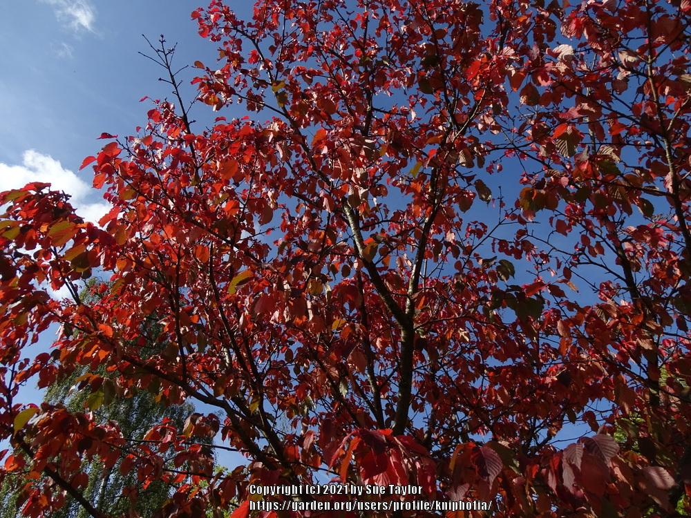 Photo of the fall color of Sargent Cherry (Prunus sargentii) posted by ...