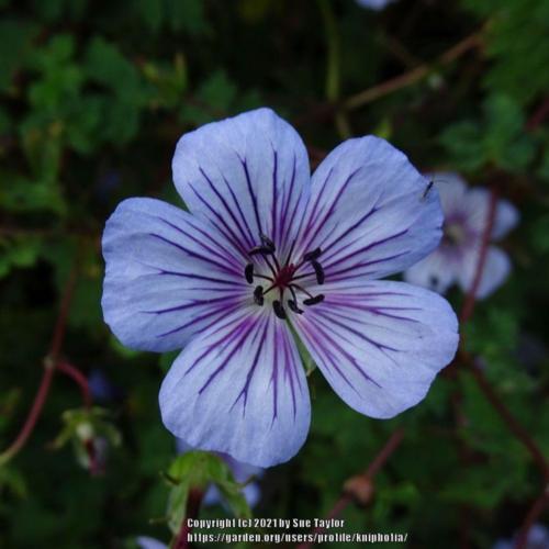 Geranium (Geranium wallichianum 'Crystal Lake') in the Geraniums ...