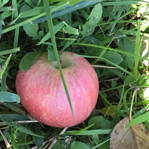 Fuji Apple (Malus domestica Aztec Fuji®) in the Apples Database ...