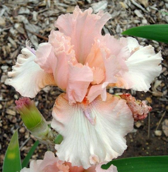 Photo of the bloom of Tall Bearded Iris (Iris 'Spirits Rising') posted ...