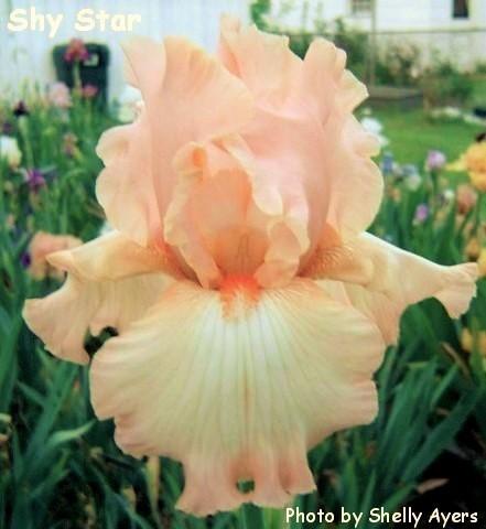 Tall Bearded Iris (Iris 'Shy Star') in the Irises Database - Garden.org