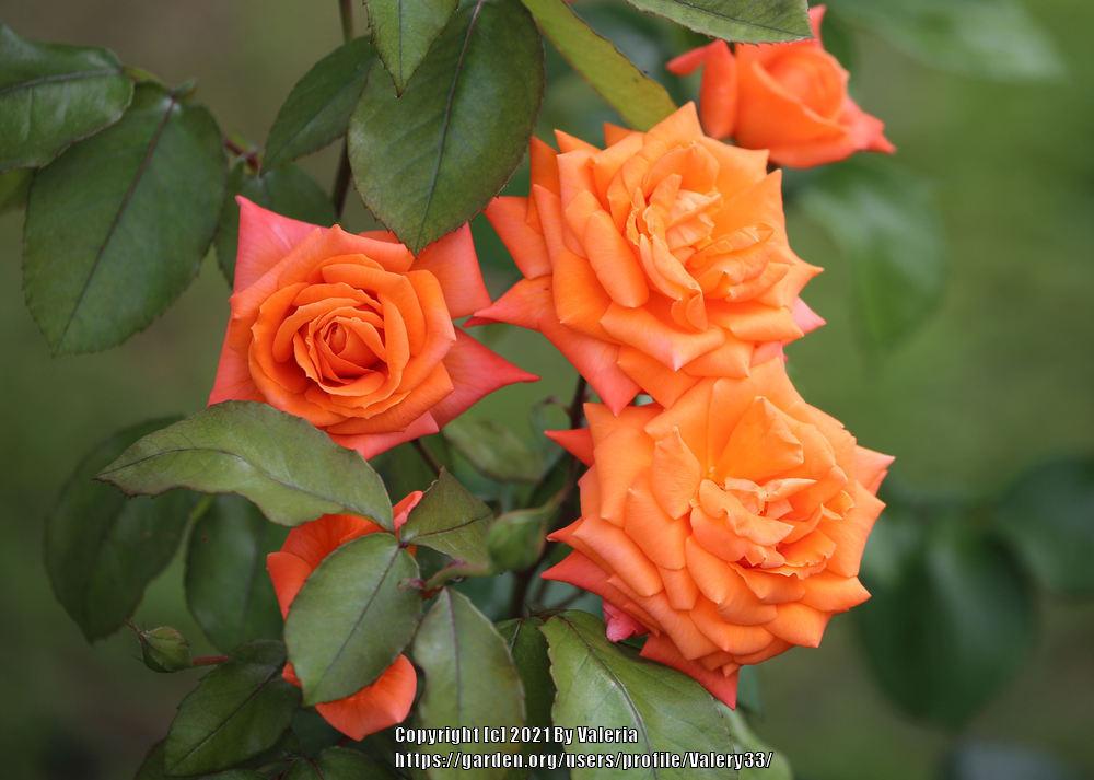 Photo of the bloom of Rose (Rosa 'Lovers' Meeting') posted by Valery33 ...