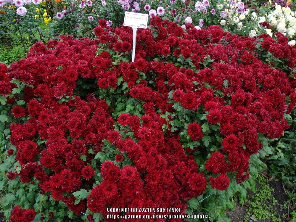 Photo of the entire plant of Reflexed Korean Chrysanthemum ...