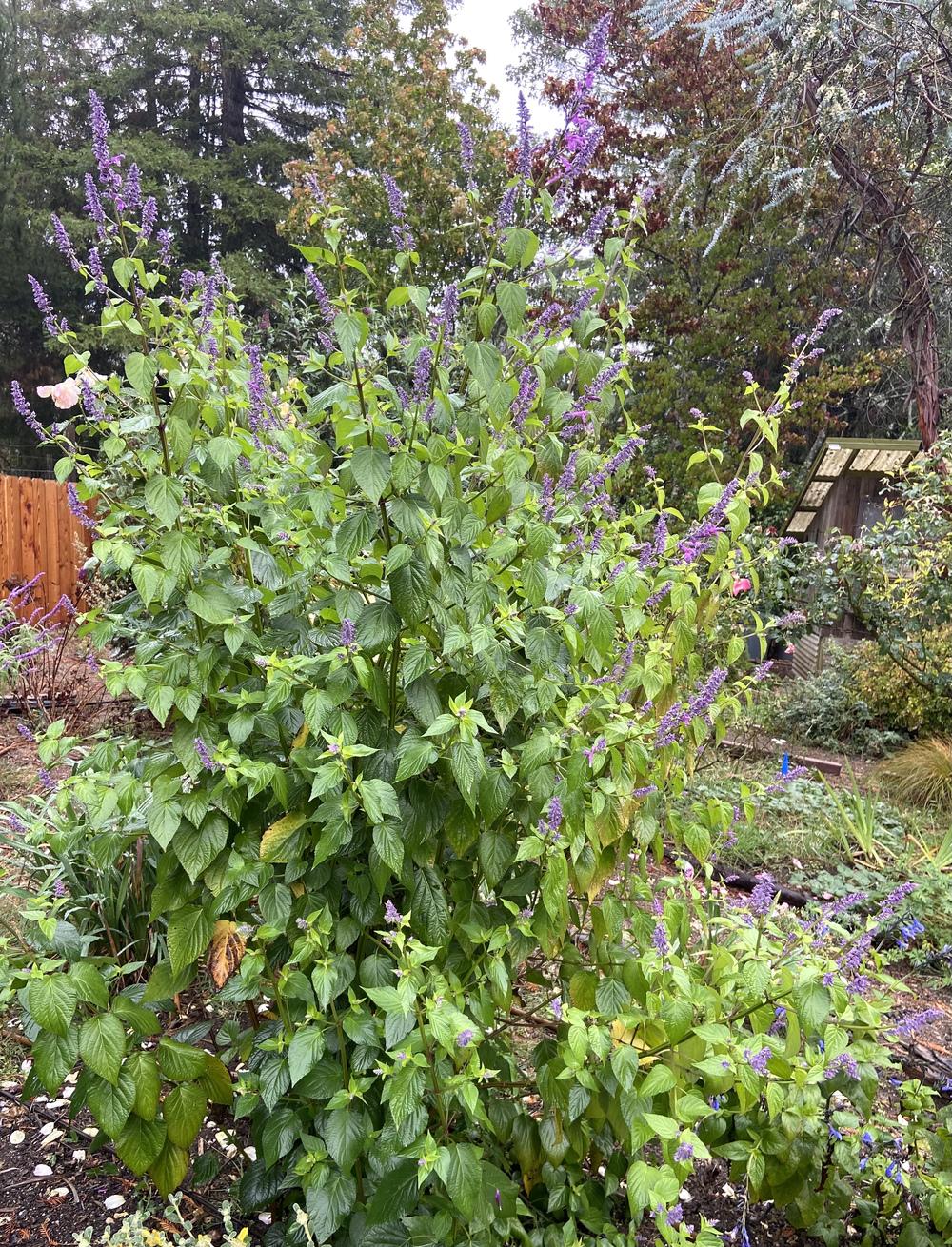 Photo of the entire plant of Sage (Salvia purpurea 'Lavender Lace ...