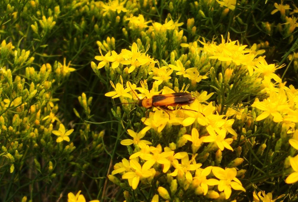 Photo of the bloom of Broom Snakeweed (Gutierrezia sarothrae) posted by ...