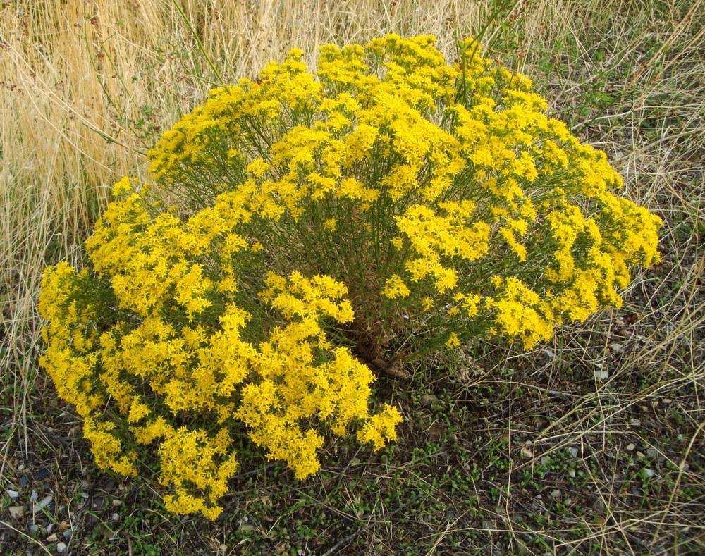 Photo of the entire plant of Broom Snakeweed (Gutierrezia sarothrae ...