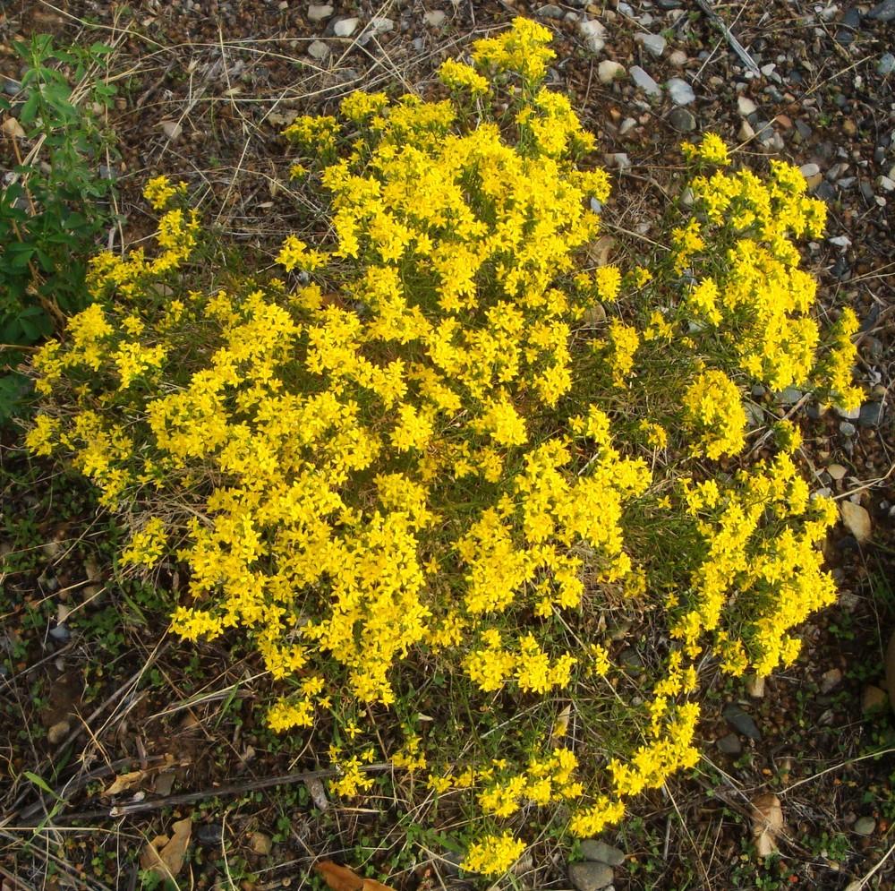 Photo of the entire plant of Broom Snakeweed (Gutierrezia sarothrae ...