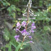 Photo of the bloom of Fireweed (Chamaenerion angustifolium subsp. angustifolium) posted by ...
