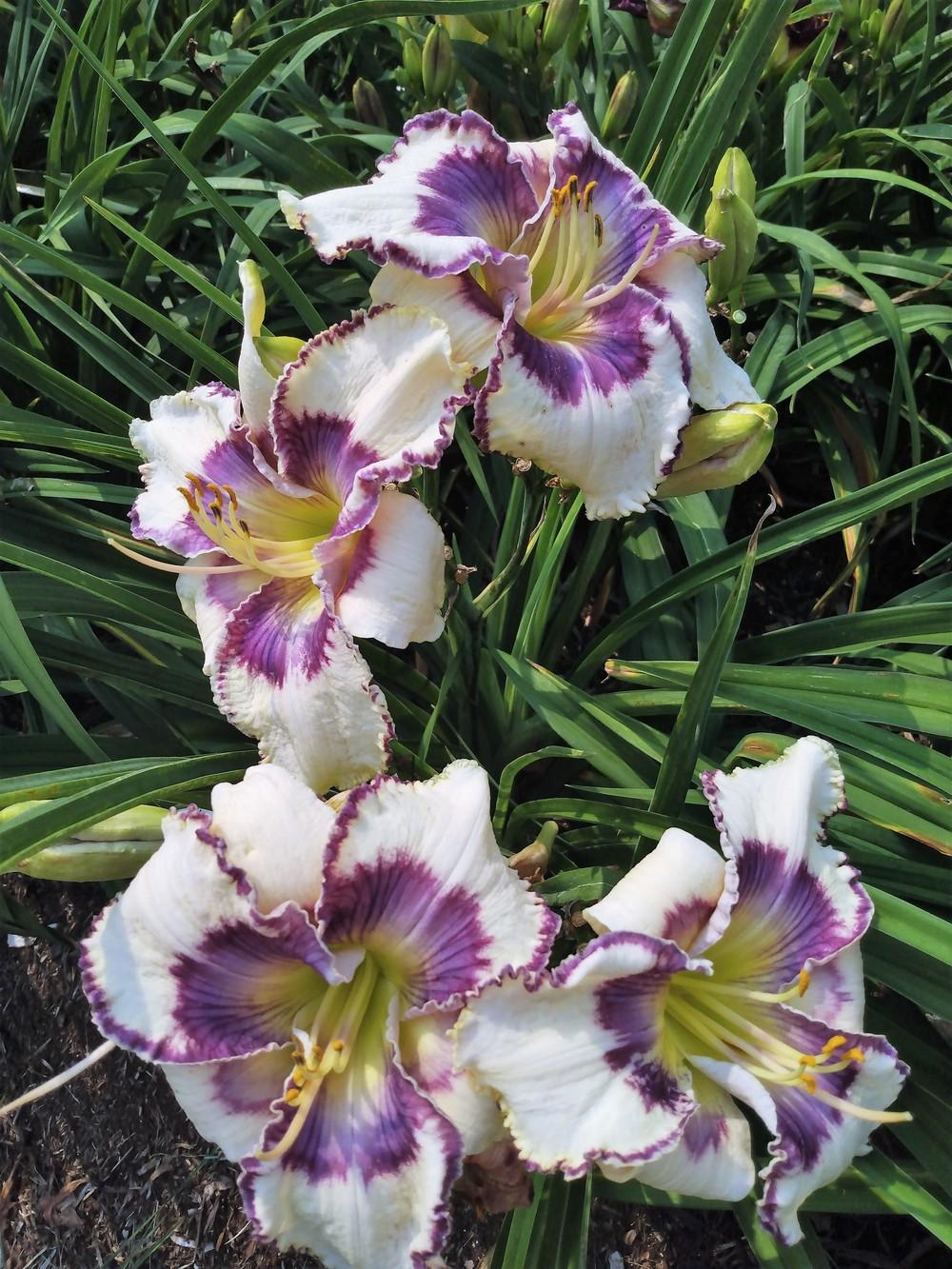 Blue Daylilies in the Daylilies forum - Garden.org