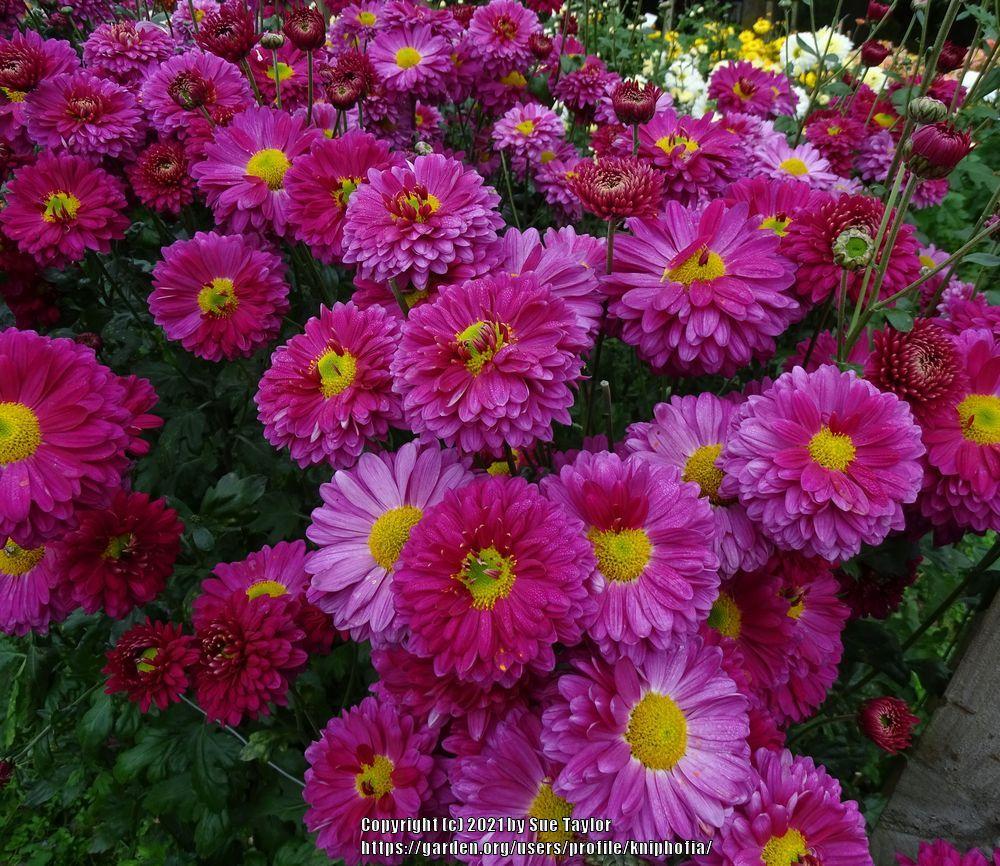 Photo of the bloom of Chrysanthemum 'Cerisa' posted by kniphofia ...