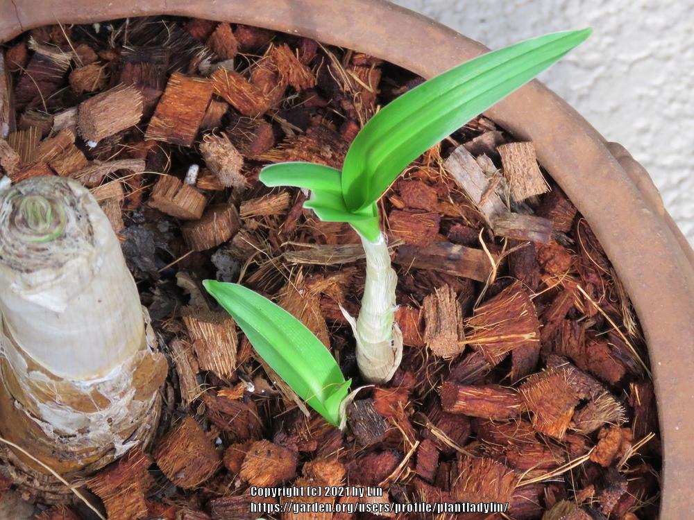 Photo of the emerging growth of Dwarf Crinum Lily (Crinum 'Hannibal's ...